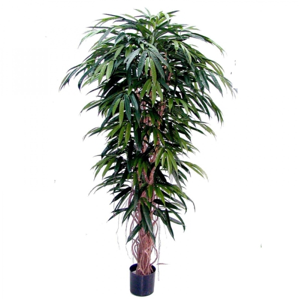 Ficus Longifolium Liana Deluxe 150cm | Kunstplant.nl -Kunstplanten ... Ficus Longifolium Liana Deluxe 150cm | Kunstplant.nl -Kunstplanten ...